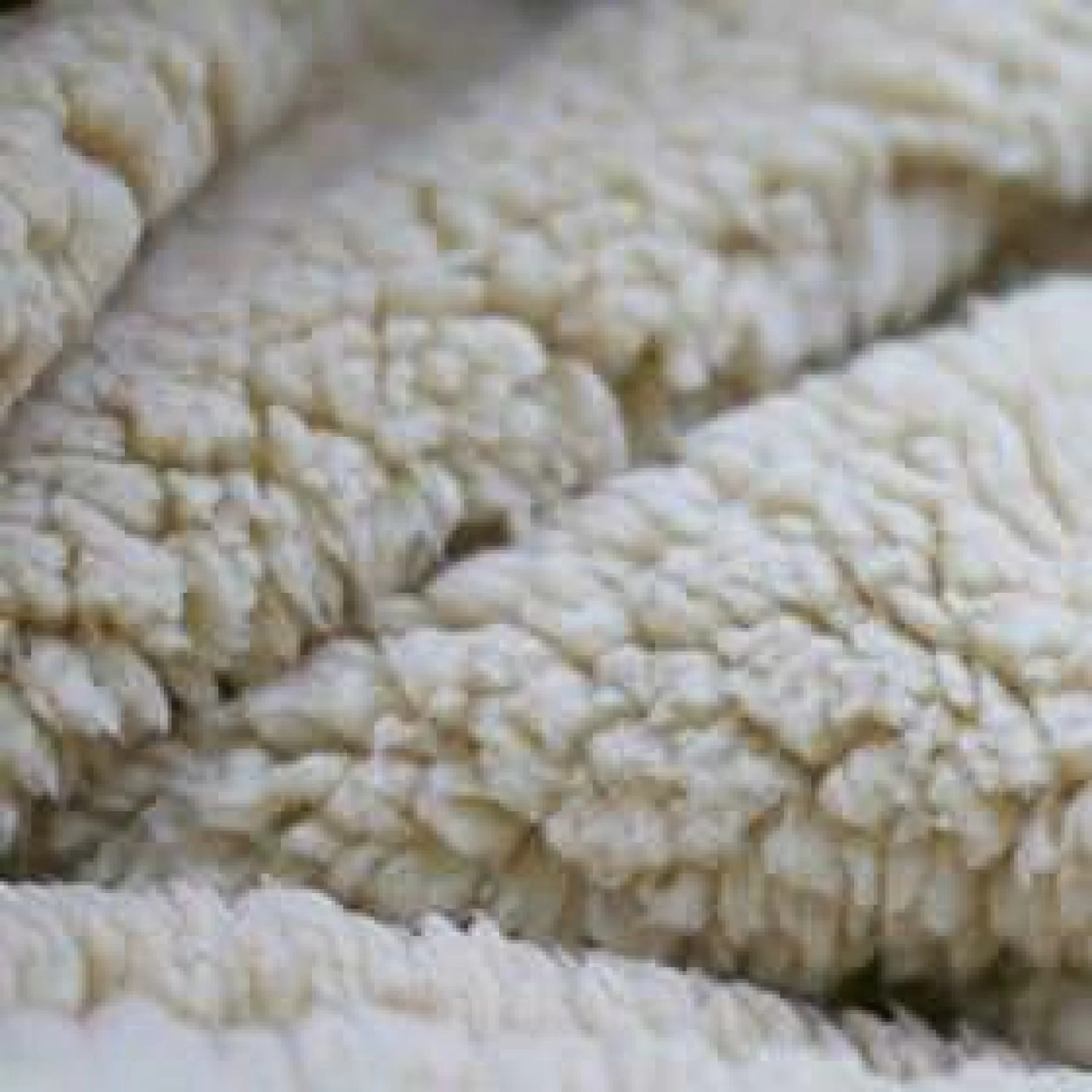 Curly Teddy Fabric for Sale? By the Meter or in Bulk at Rijs Textiles